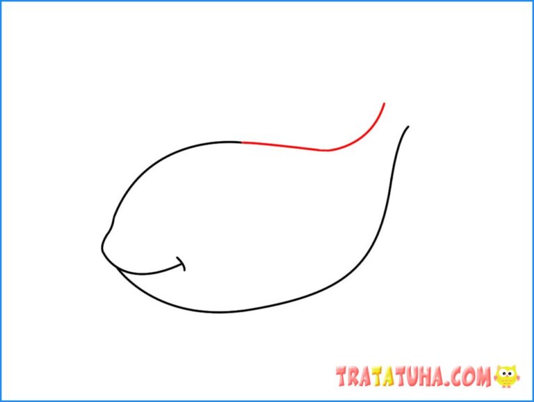 How to Draw a Dolphin — 5 Ways Step by Step